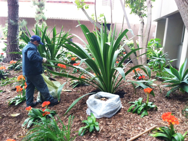 Emmer Ruano Gives “Groundskeeper” a New Meaning | UC Geography