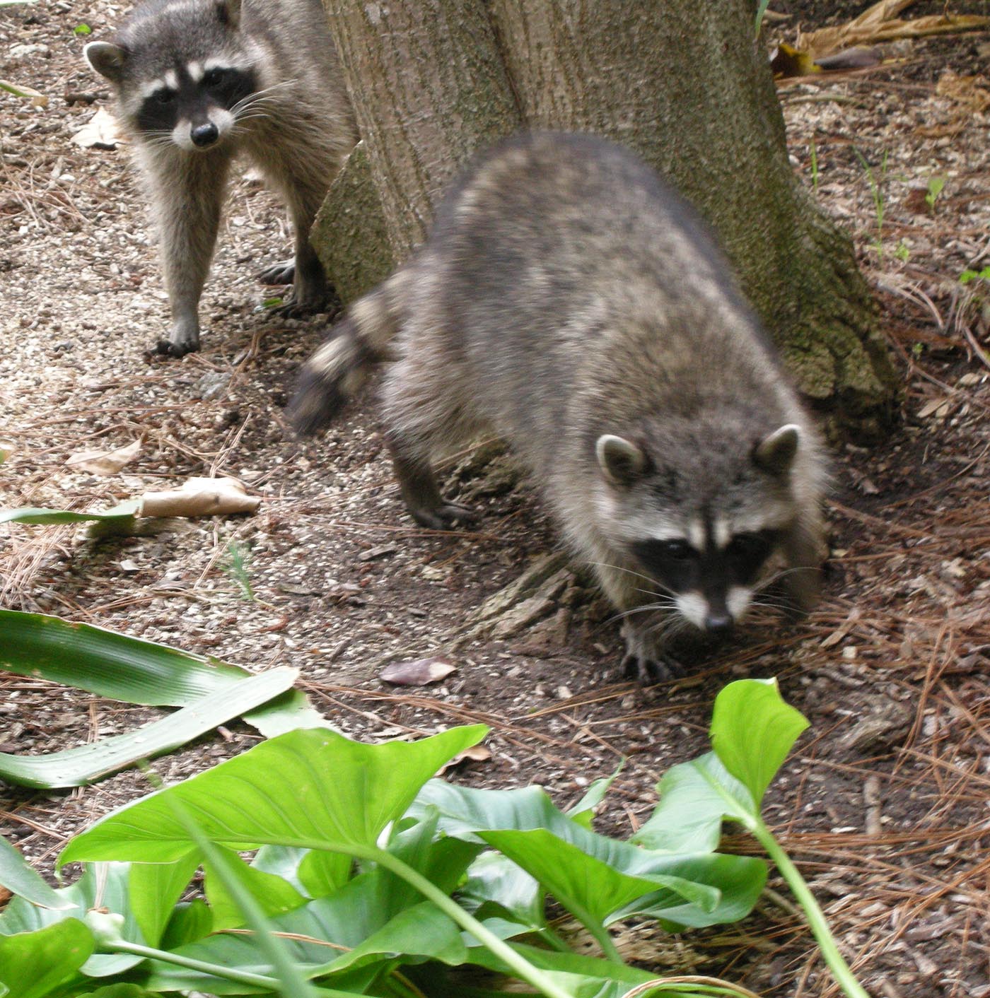 Animals on the UCSB Campus | UC Geography