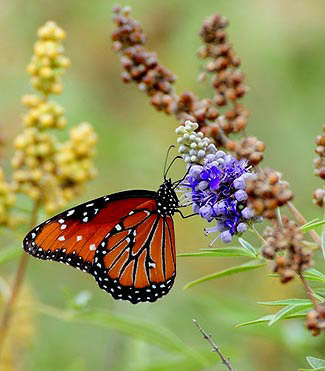 Monarch Butterflies: Decline and Mimicry | UC Geography