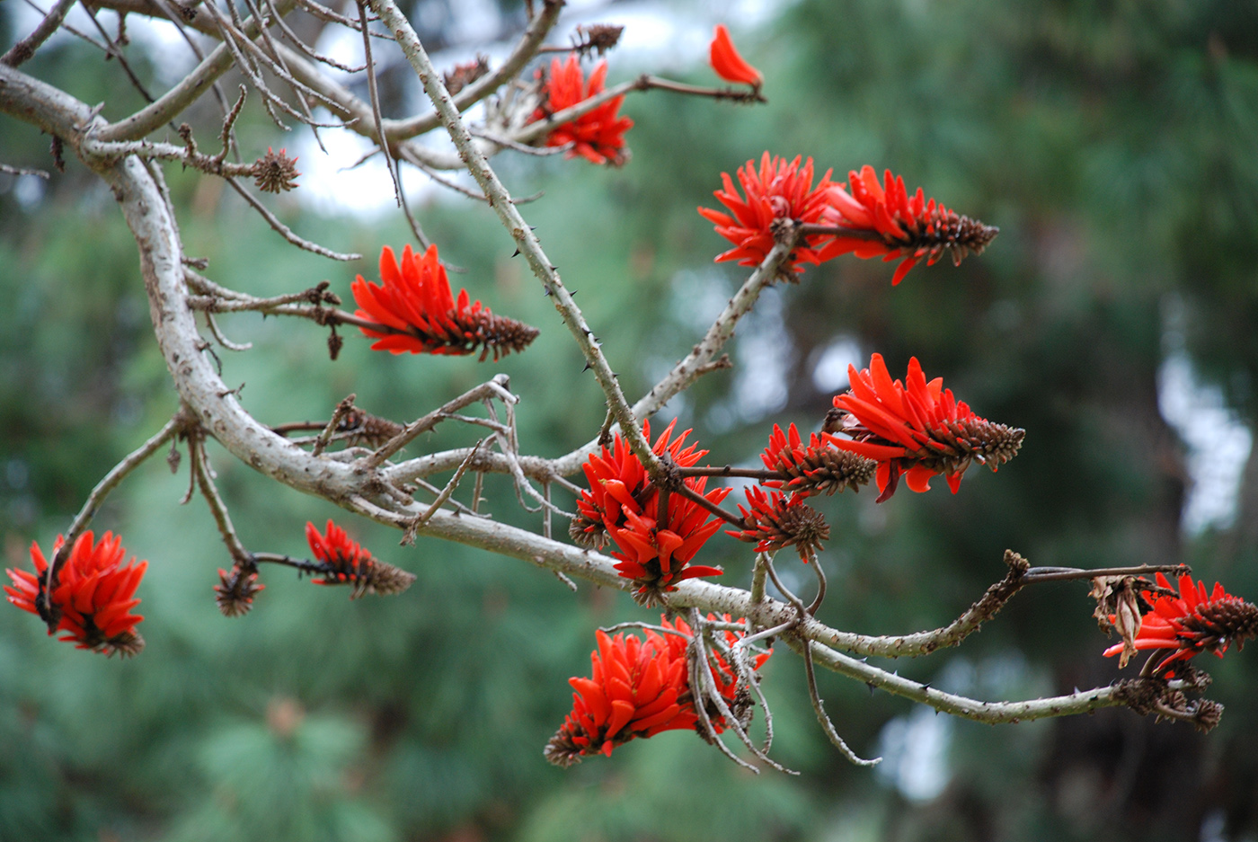 Take a Tour of the Coral Trees on the UCSB Campus | UC Geography
