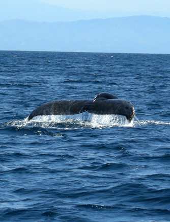 The Loneliest Whale in the World | UC Geography